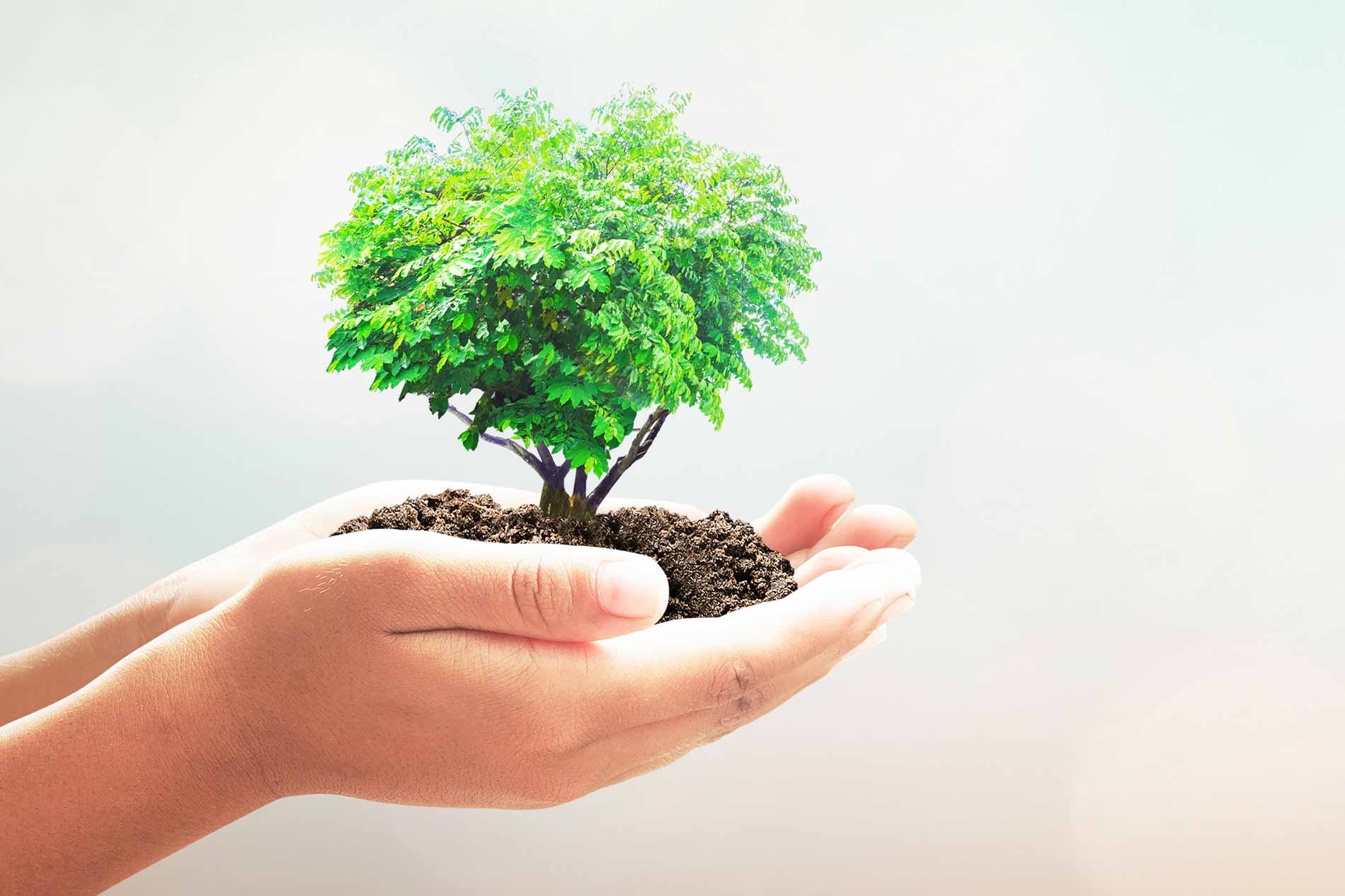 El desarrollo sostenible y la gerencia